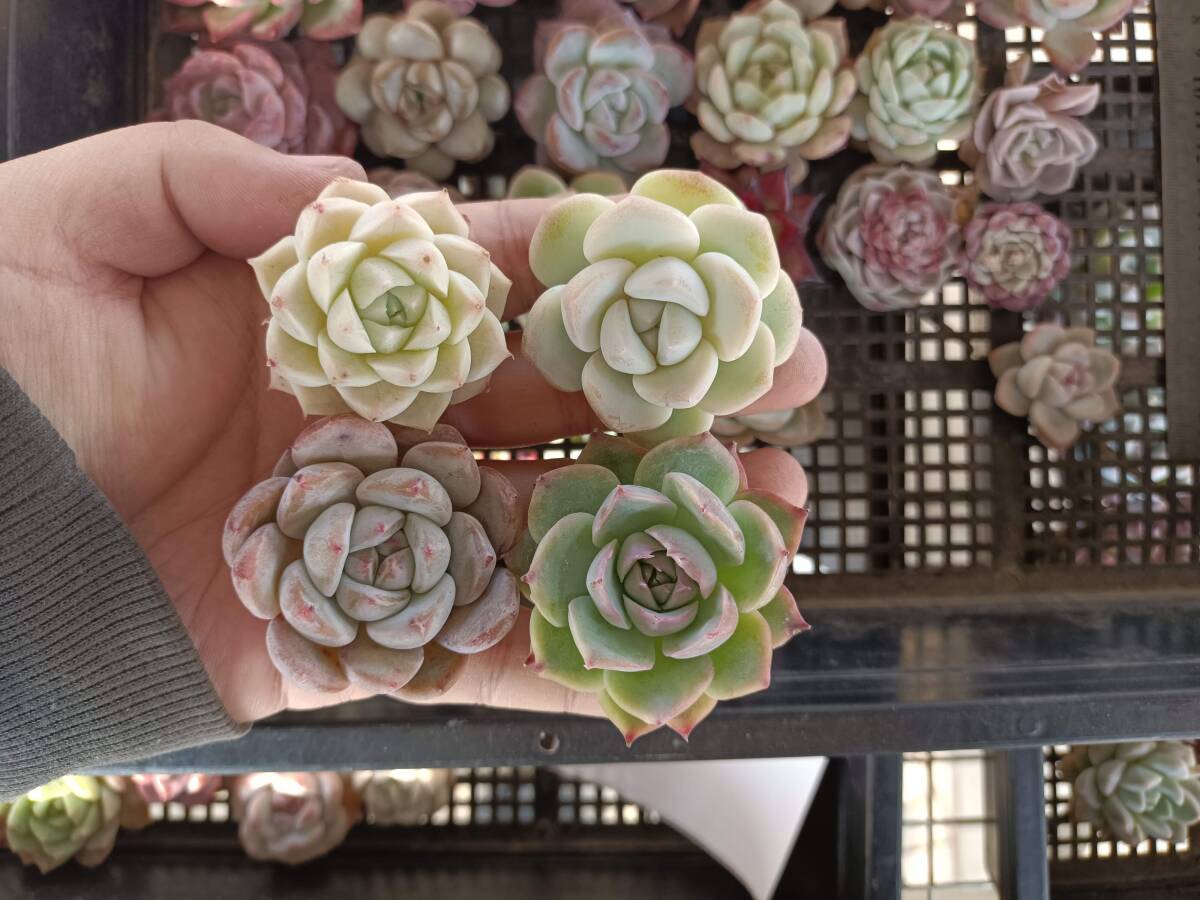 Yahoo!オークション - 0305Q-W061 30個 ミックス多肉植物 韓国 エケベ...