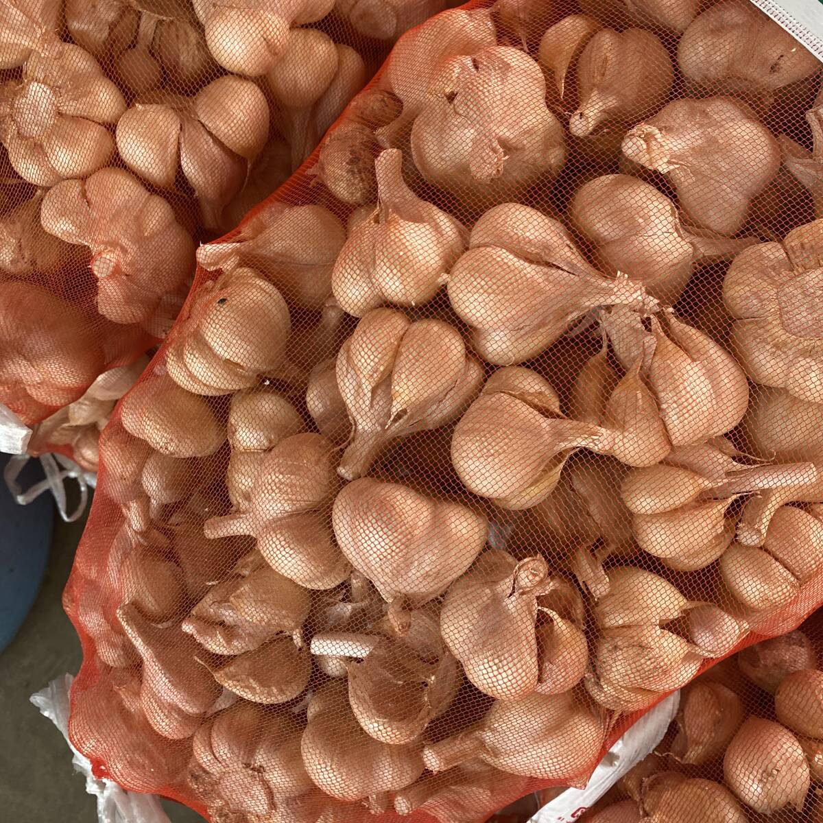 Yahoo!オークション - 青森県 乾燥にんにく10Kg M お買得品