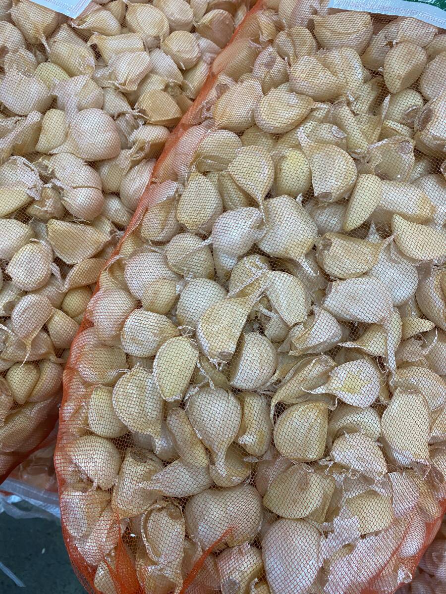 青森県 乾燥バラにんにく3Kg M 福地ホワイト六片(にんにく)｜売買されたオークション情報、yahooの商品情報をアーカイブ公開 - オークファン（aucfan.com）