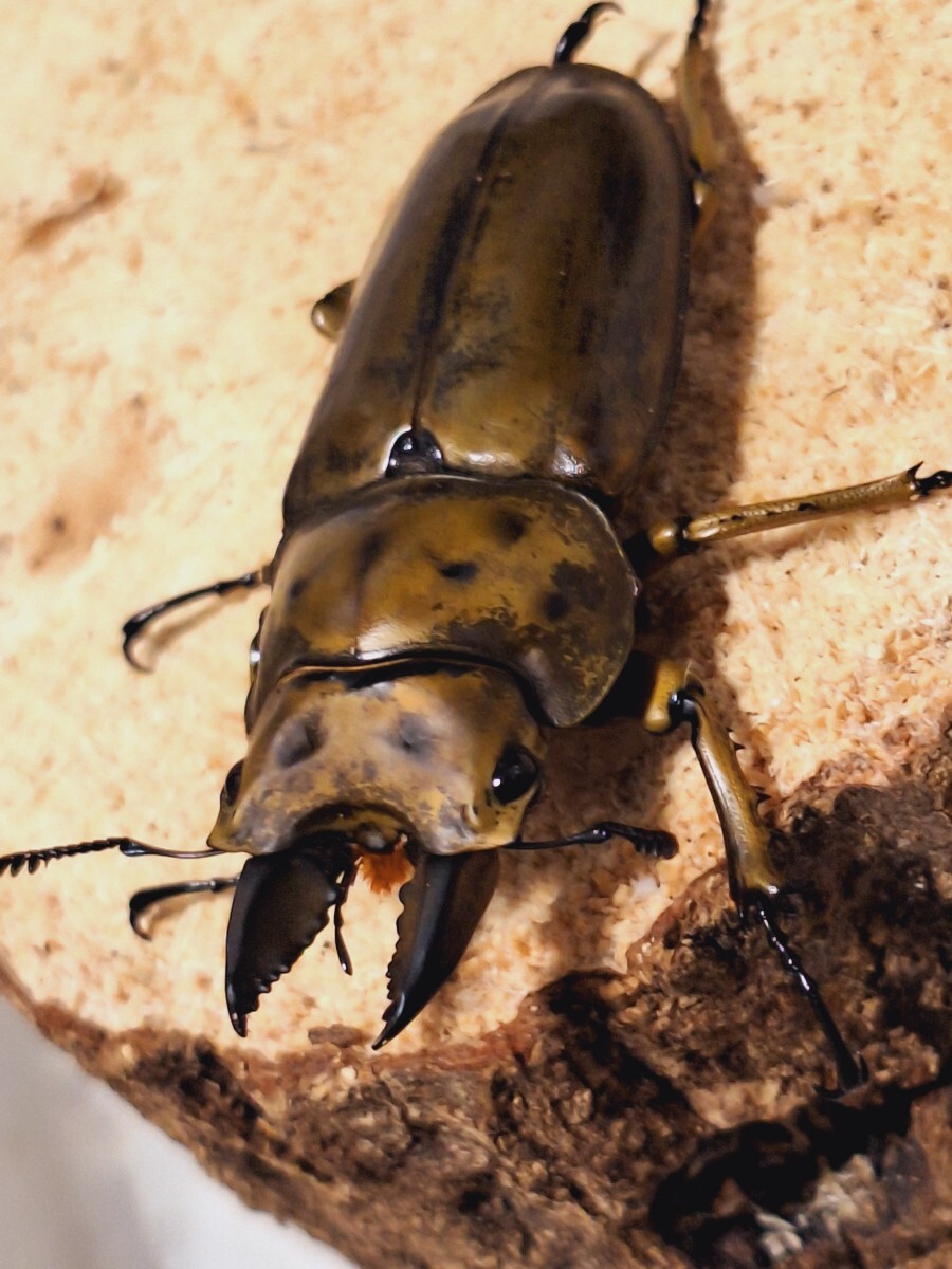 Yahoo!オークション - ババオウゴンオニクワガタ 即ブリペア CBF1 同腹