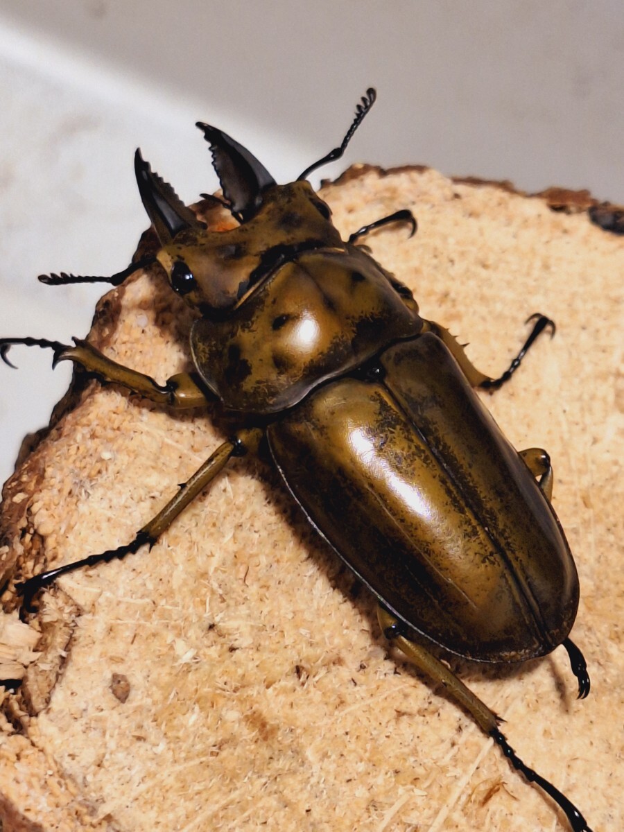 Yahoo!オークション - ババオウゴンオニクワガタ 即ブリペア CBF1 同腹