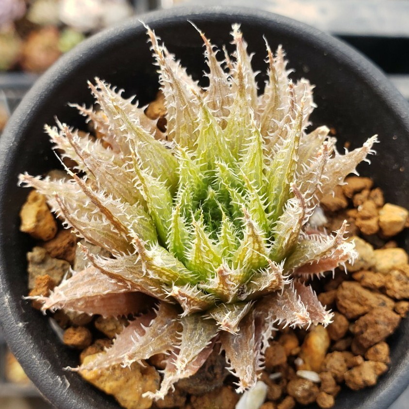 Yahoo!オークション - ノタビリス Haworthia notabilis JDV87-197 Wolf...