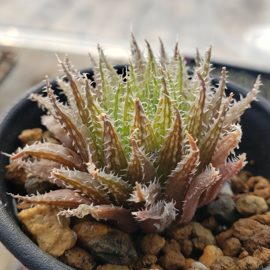 Yahoo!オークション - ノタビリス Haworthia notabilis JDV87-197 Wolf...