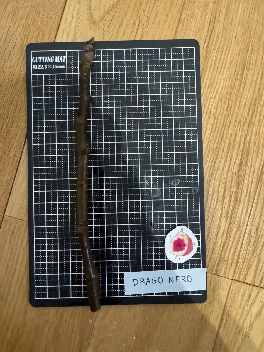 Yahoo!オークション - イチジク 穂木 DRAGO NERO 長い穂木を落札後に切...
