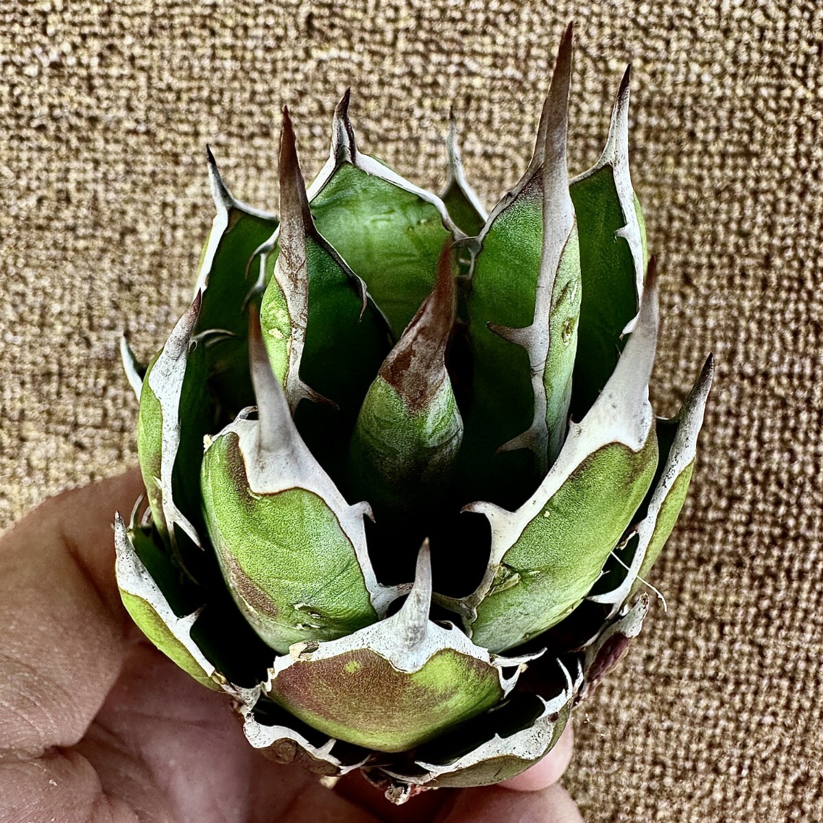 Yahoo!オークション - Lj_plants Z46 激レア高級品種 多肉植物アガベ ...