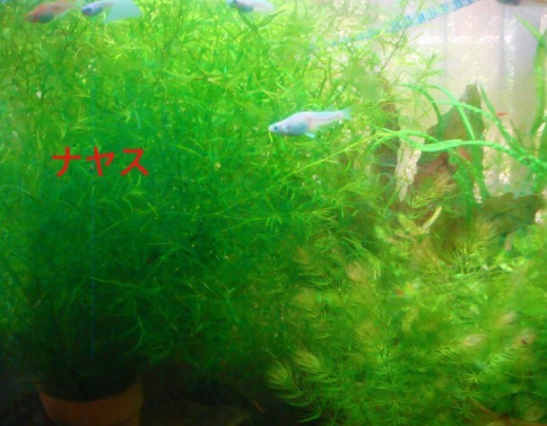 Yahoo!オークション - ナヤス 10g