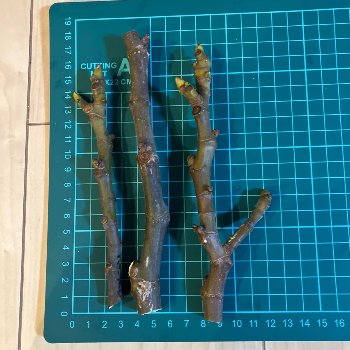 Yahoo!オークション - LSUパープル イチジク穂木