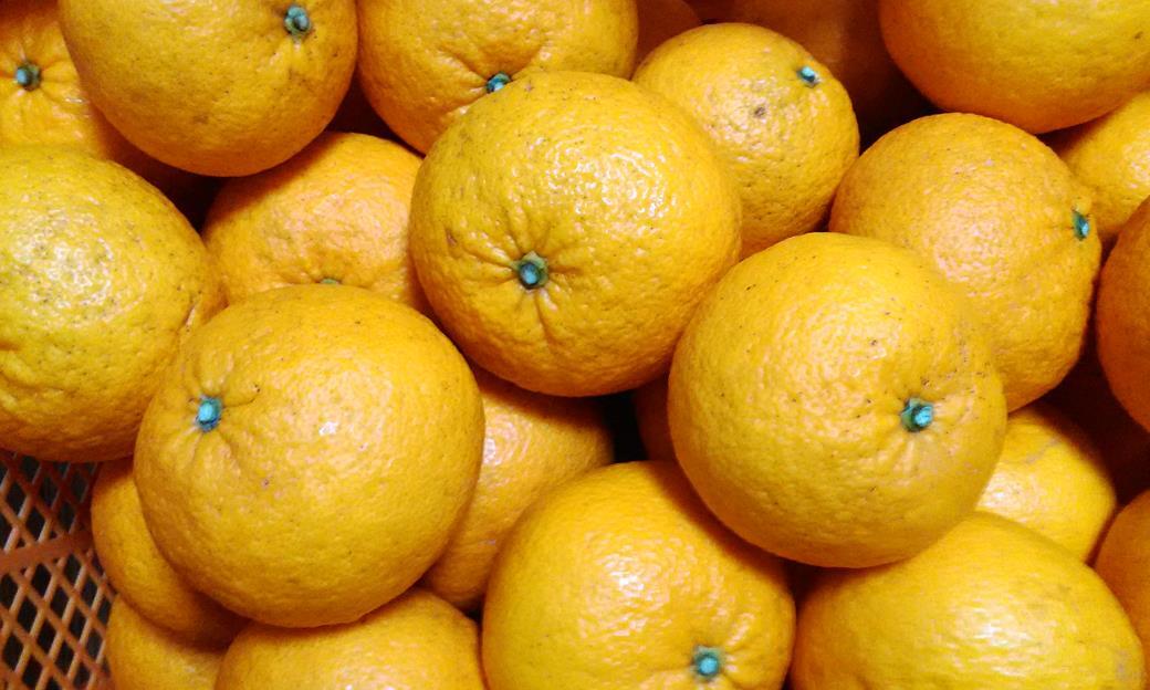 Yahoo!オークション - 甘夏みかん 優品3Lサイズ 10Kg箱込み