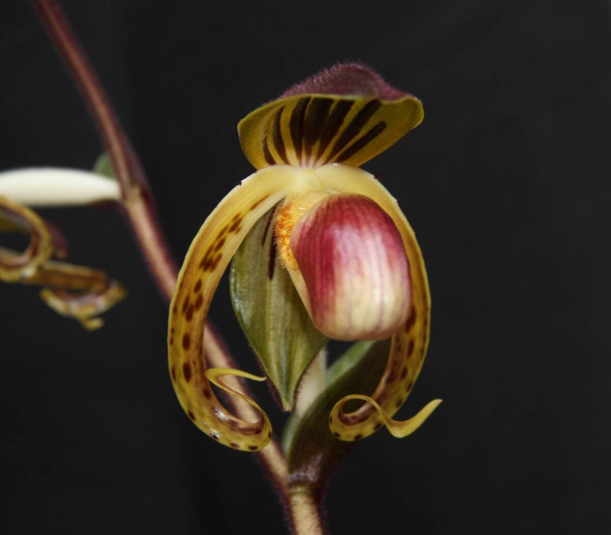 Yahoo!オークション - No.1540 Paph.niveum x gigantifolium 苗 パフィ...