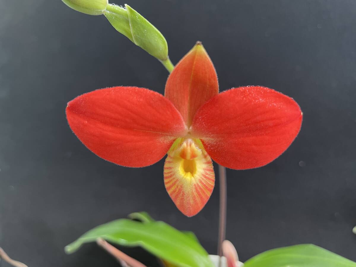 Yahoo!オークション - No.1472 Phrag.besseae フラスコ苗 フラグミ 原...