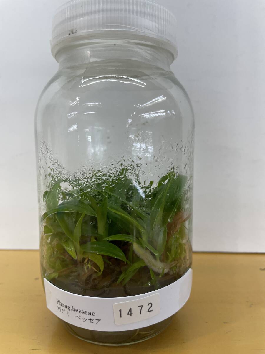 Yahoo!オークション - No.1472 Phrag.besseae フラスコ苗 フラグミ 原...