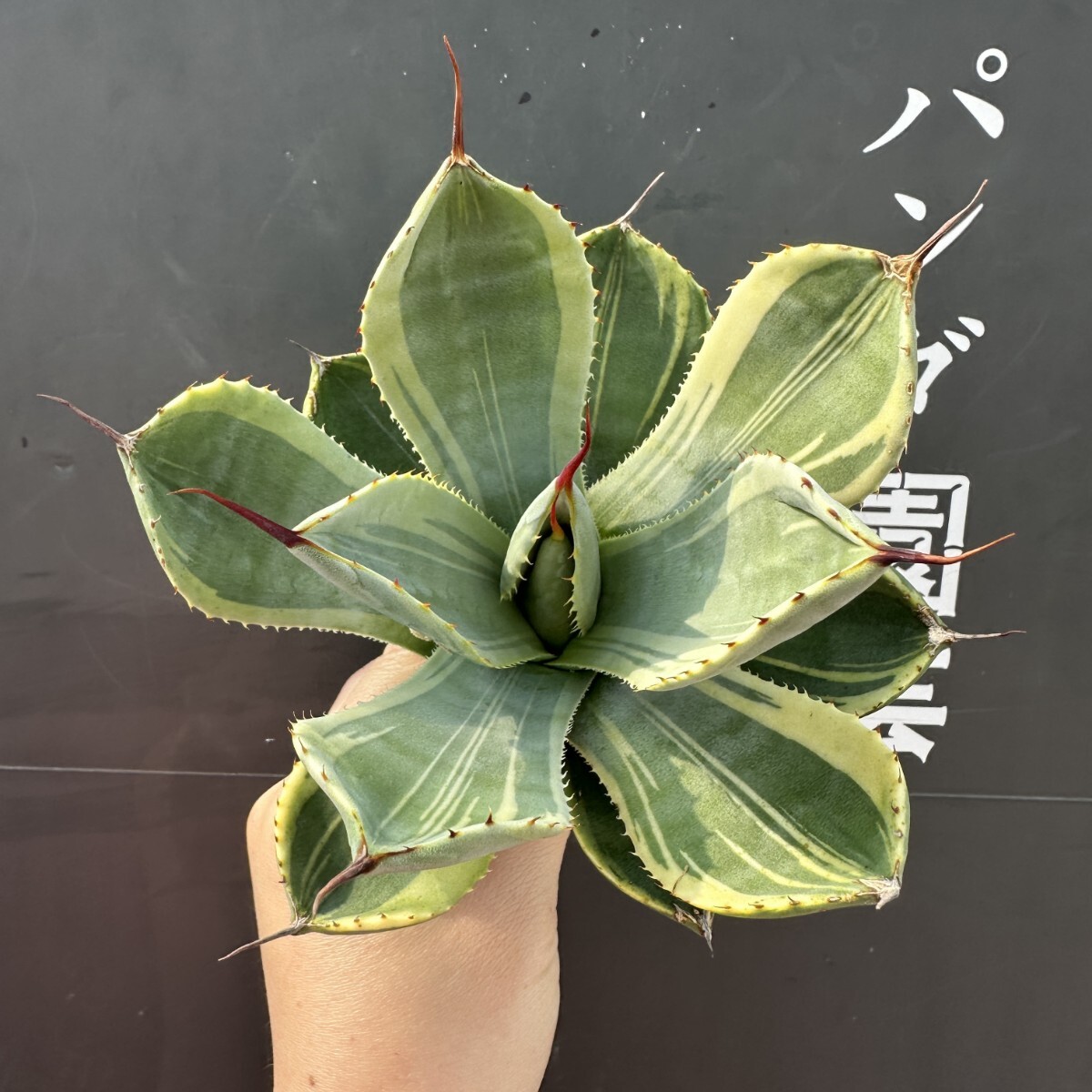 Yahoo!オークション - D77【パンダ園芸】多肉植物アガベ パリー トラン...