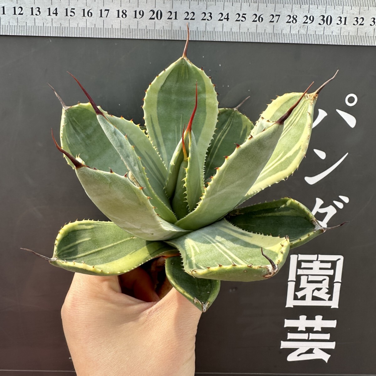 Yahoo!オークション - D77【パンダ園芸】多肉植物アガベ パリー トラン...