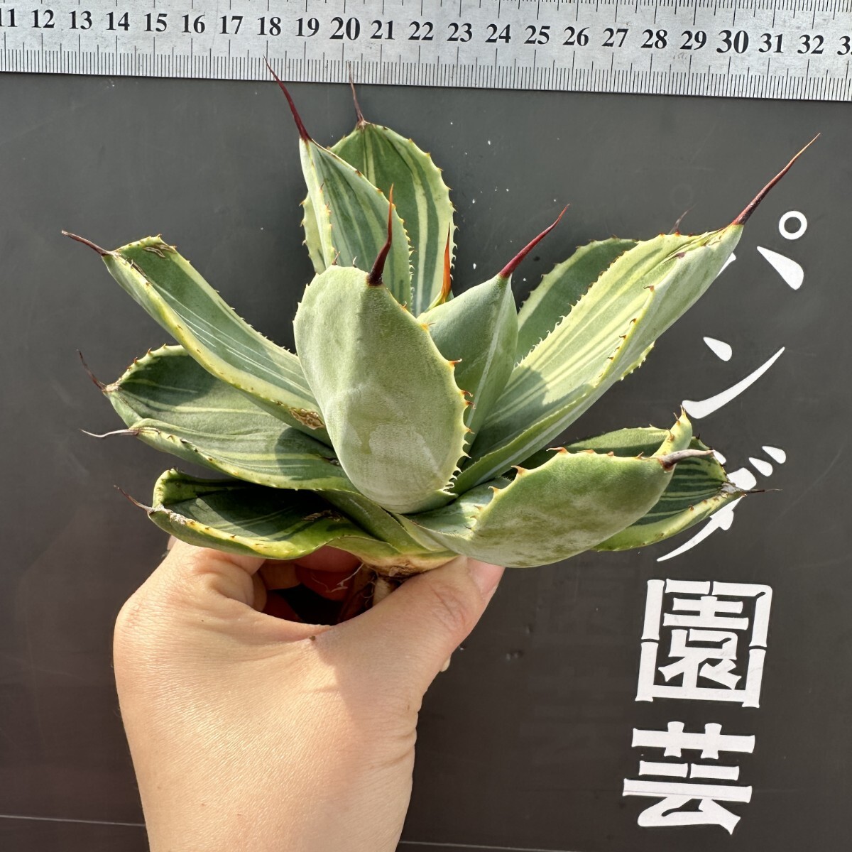 Yahoo!オークション - D84【パンダ園芸】多肉植物アガベ パリー トラン...