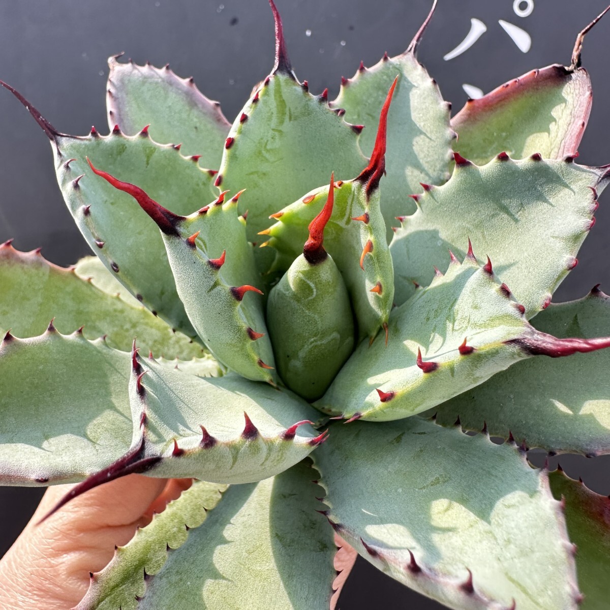 Yahoo!オークション - E77【パンダ園芸】多肉植物 アガベ 強曲棘八荒雷...