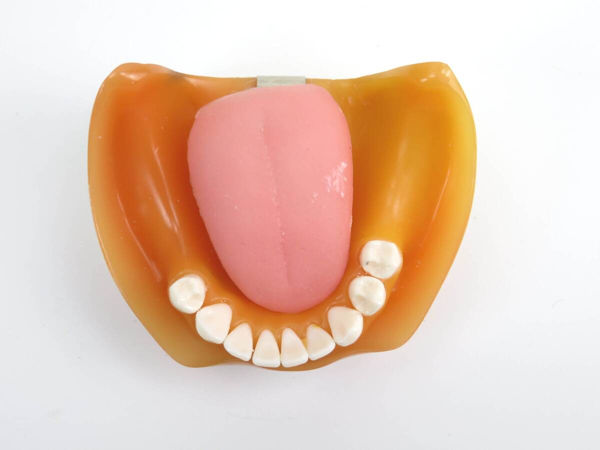 Yahoo!オークション - [G512] ニッシン 下顎模型 舌模型 SP-80 E18-SP....