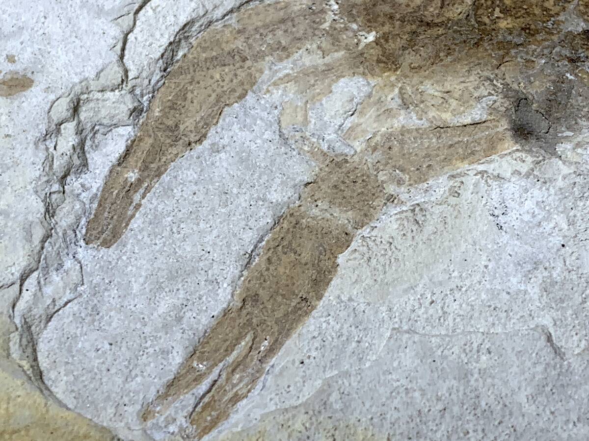 Yahoo!オークション - 遼寧省産ザリガニの化石・271g（中国産化石標本...