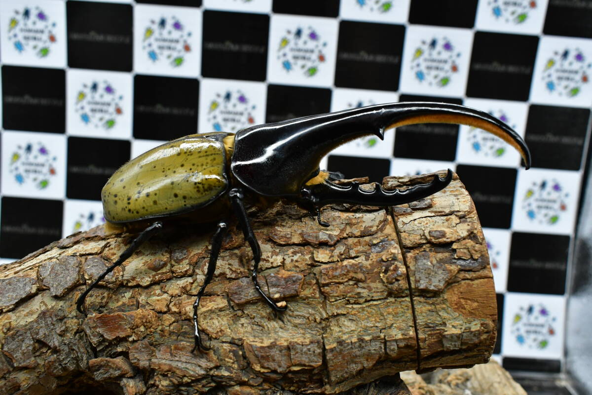 Yahoo!オークション - DHヘラクレスオオカブト 新成虫 ♂単品 WF2 ③