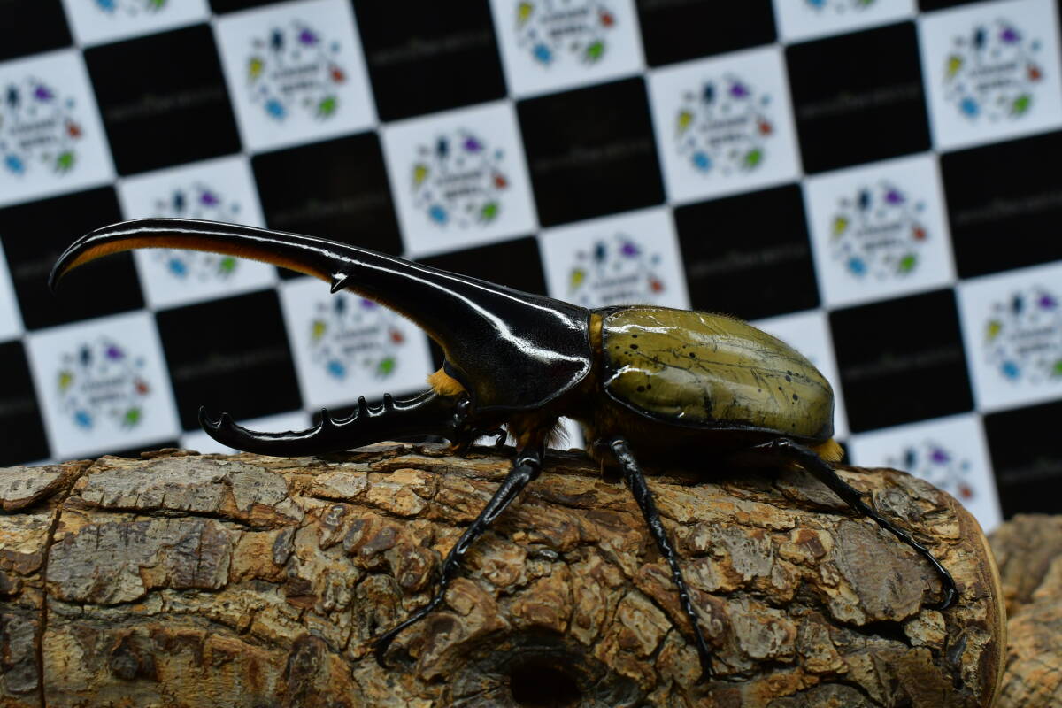 Yahoo!オークション - DHヘラクレスオオカブト 新成虫 ♂単品 WF2 ⑤