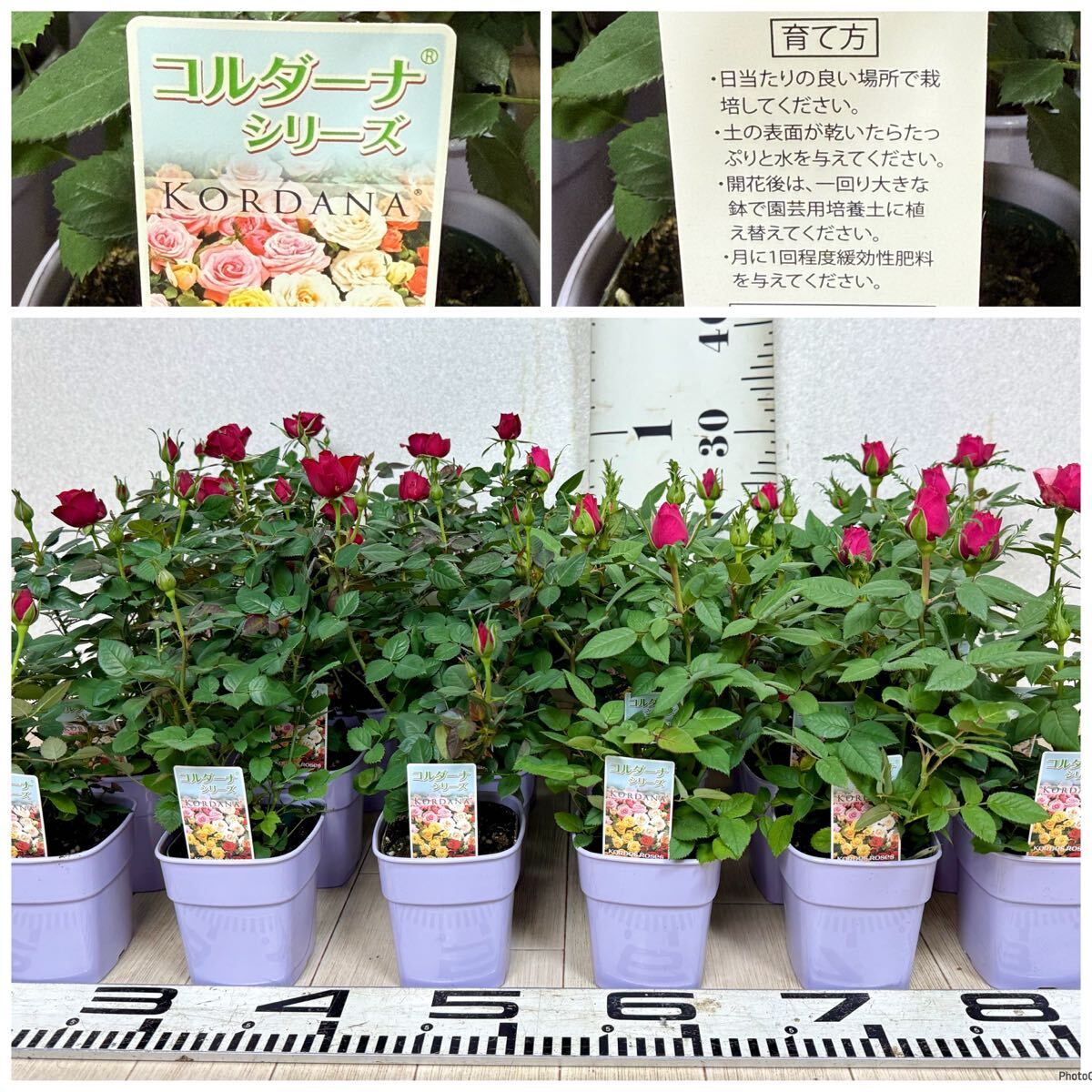 Yahoo!オークション - 【ミニバラ苗 コルダナ（ボルドー×12・タマラ×...