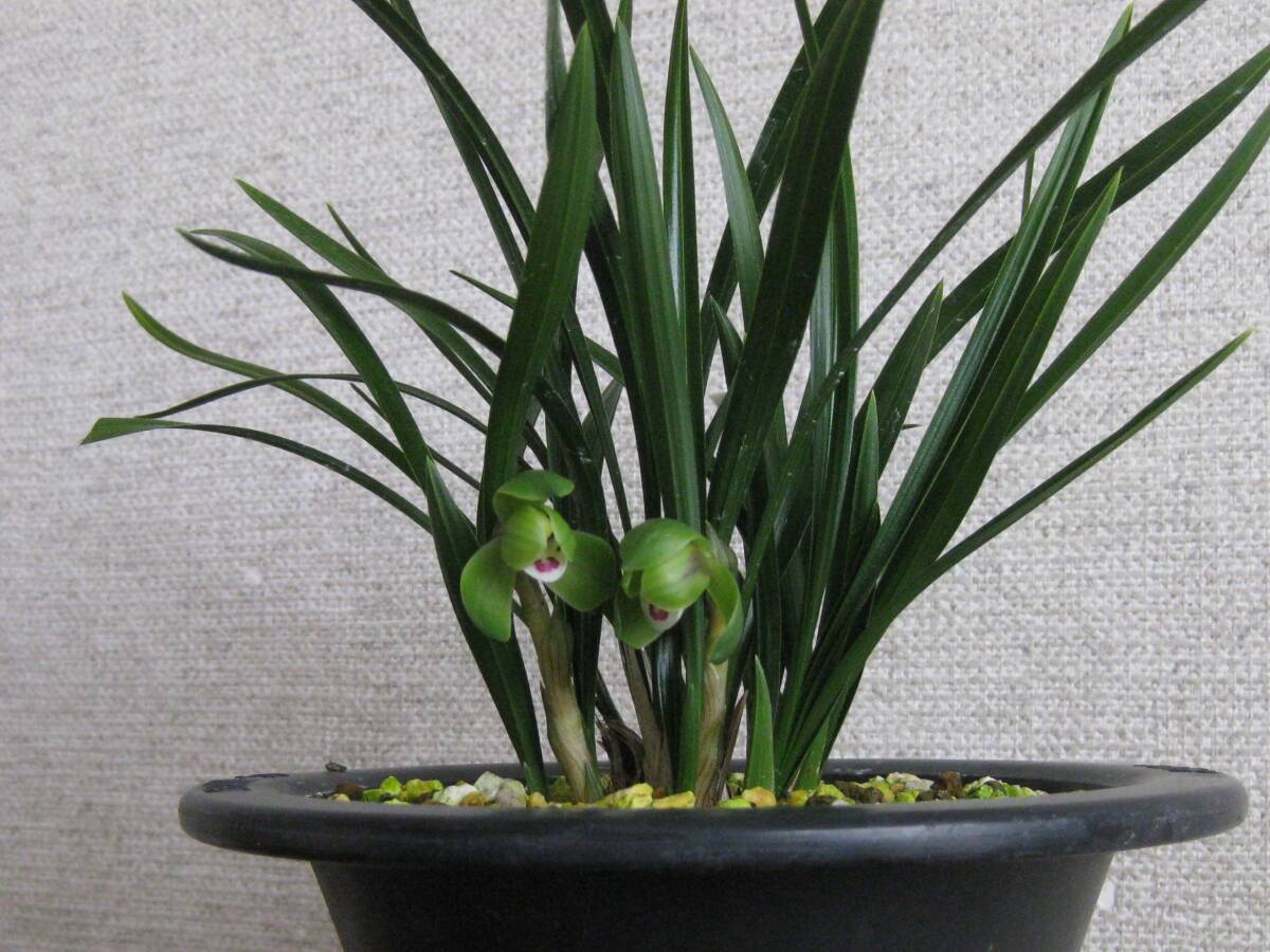 Yahoo!オークション - 春蘭・寒蘭 中国春蘭 「翠蓋」 6条 花芽2