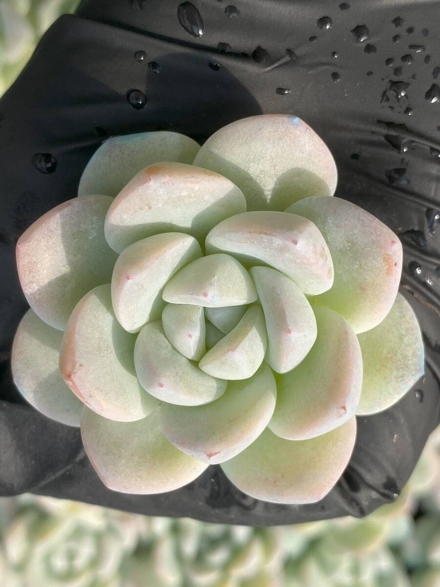 Yahoo!オークション - 105株 D134-1 多肉植物 エケベリア クリーム氷玉...