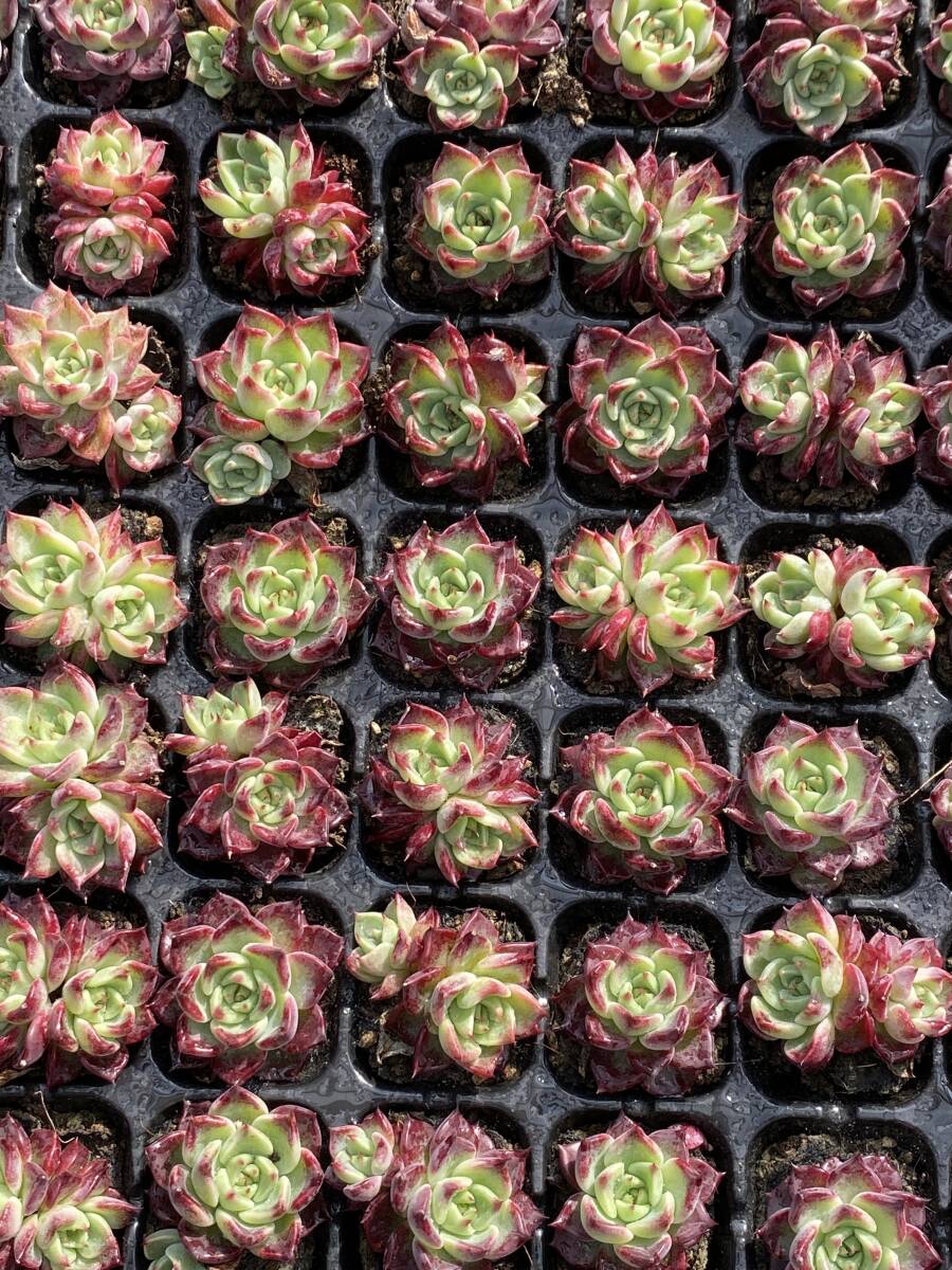 Yahoo!オークション - 105株 D302-1 多肉植物 エケベリア 闇夜 サボテ...