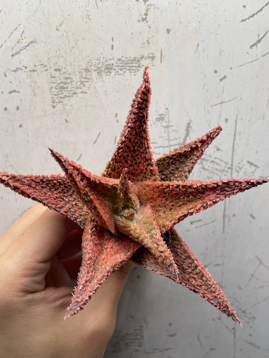 Yahoo!オークション - y3-1アロエ ハイブリッド 五年実生特選優良株 経...