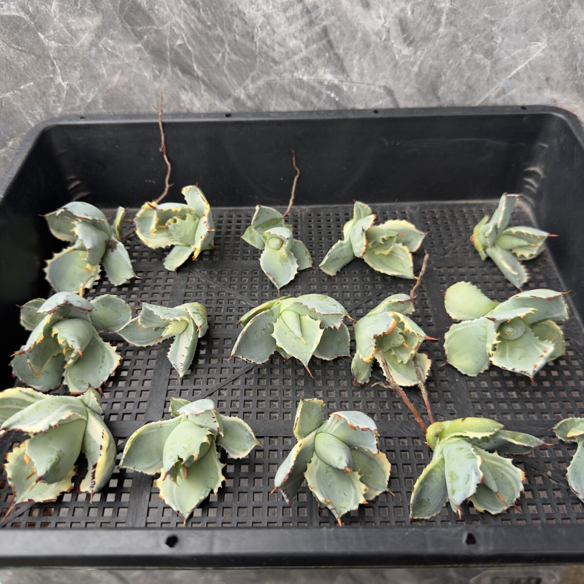 Yahoo!オークション - N63多肉植物 アガベ 王妃兜蟹錦 連棘 希少 特選...