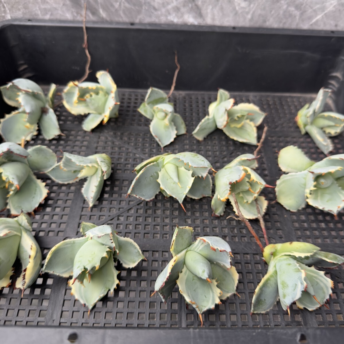 Yahoo!オークション - N63多肉植物 アガベ 王妃兜蟹錦 連棘 希少 特選...