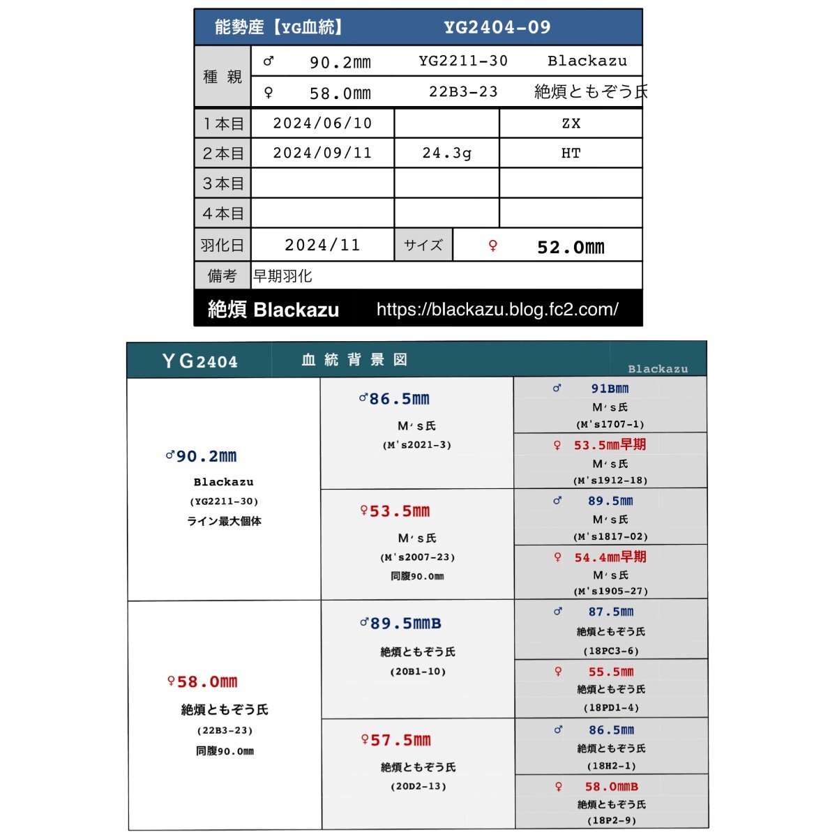 Yahoo!オークション - 【絶煩Blackazu】能勢YG血統 52.0㎜早期羽化(YG2...