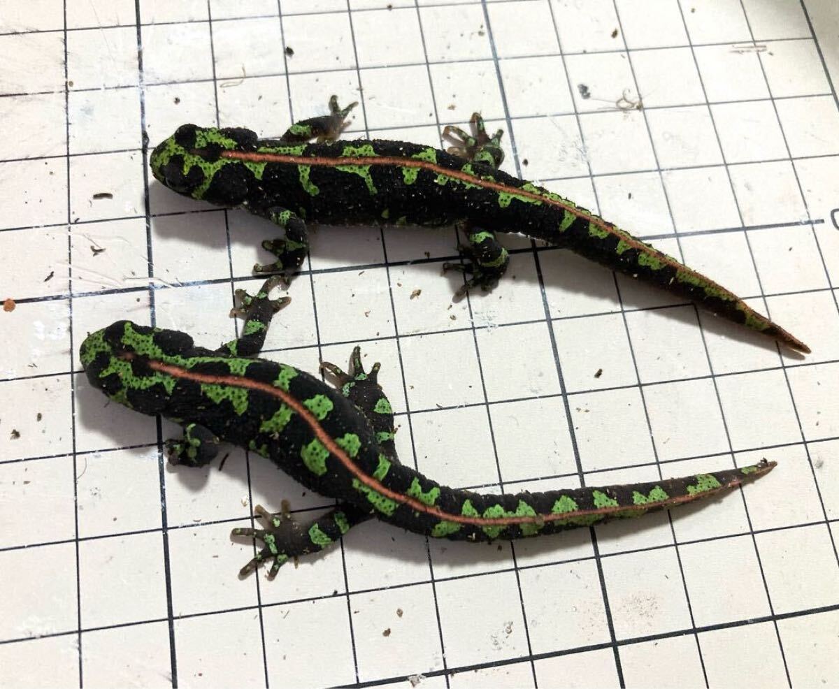 Yahoo!オークション - マダライモリ 2匹 2024CB個体