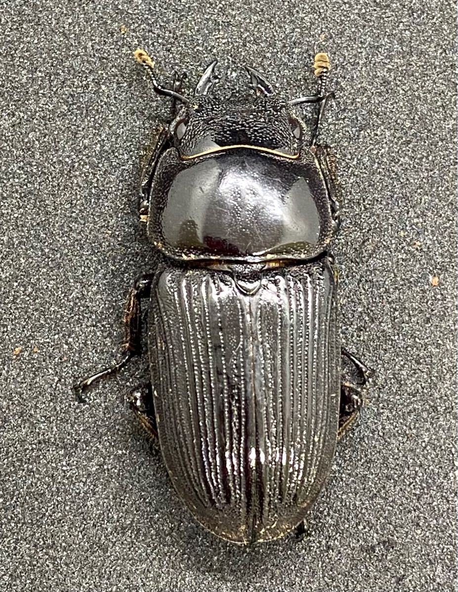 Yahoo!オークション - ヒペリオンヒラタクワガタ 別血統 CBF2 F4 ペア ...