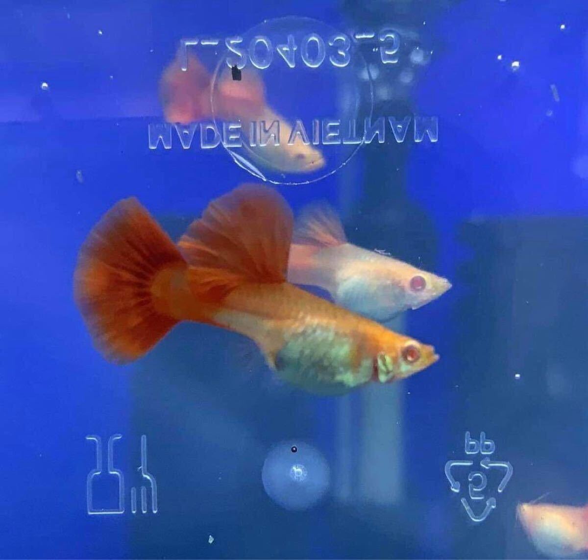 Yahoo!オークション - [3ペア]RREA フルー レッド メガーフィン