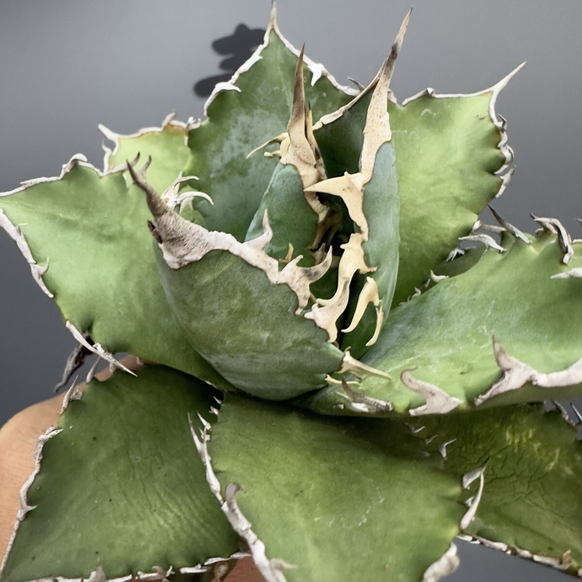 Yahoo!オークション - AB9【青田園芸】アガベチタノタ 狂棘夕映 強棘.