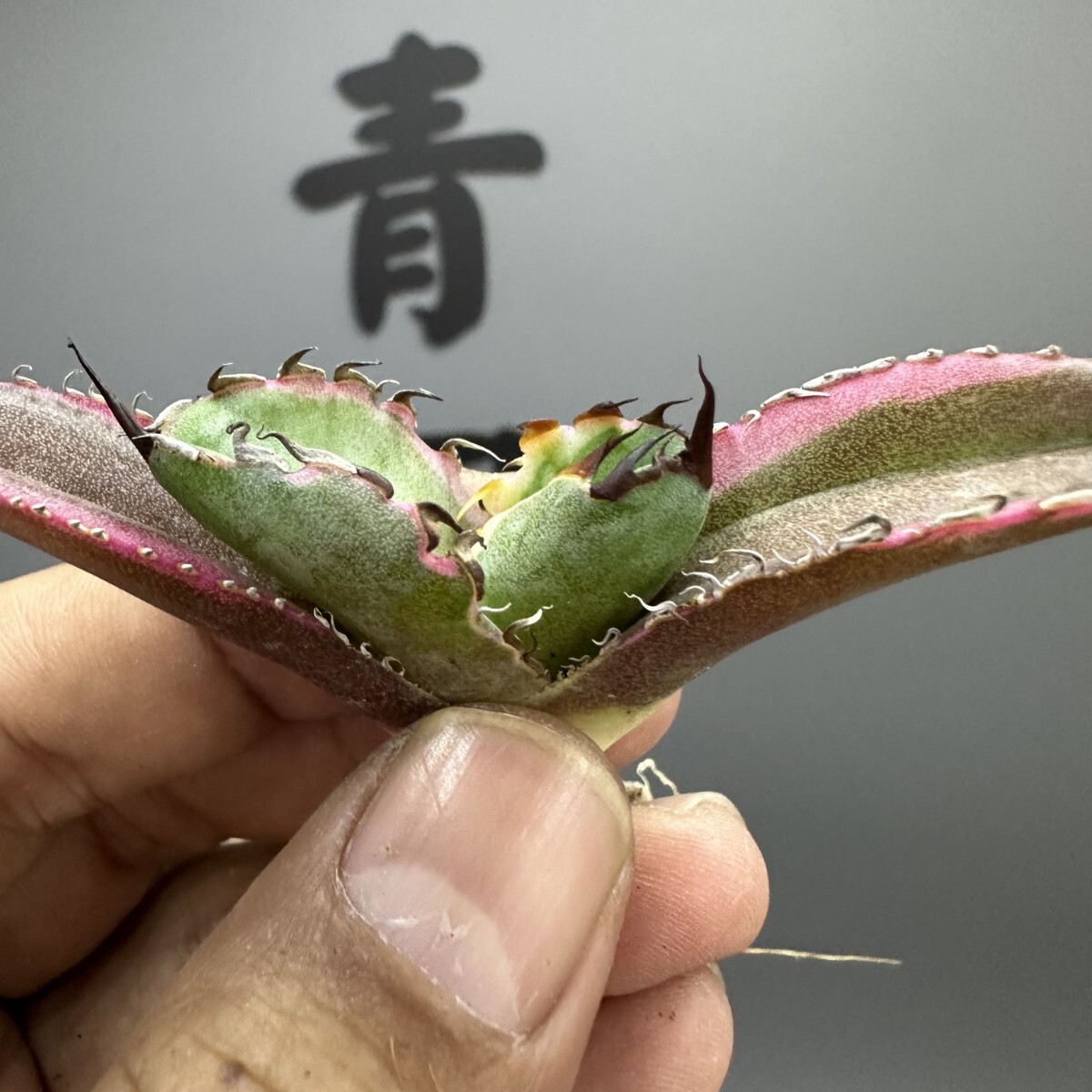 Yahoo!オークション - AF22【青田園芸】 特選 アガベ 多肉植物 チタノ...