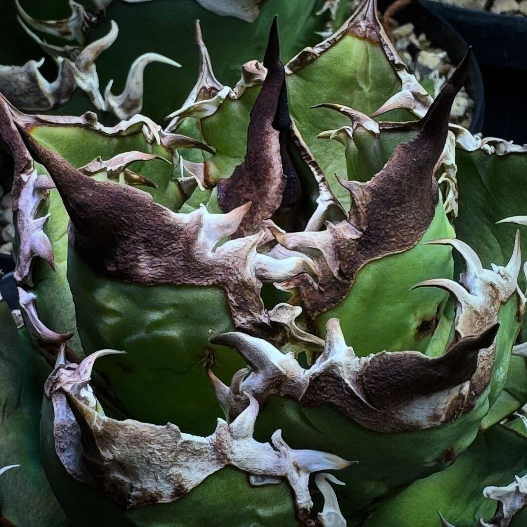 Yahoo!オークション - E77多肉植物アガベ チタノタ 麒麟