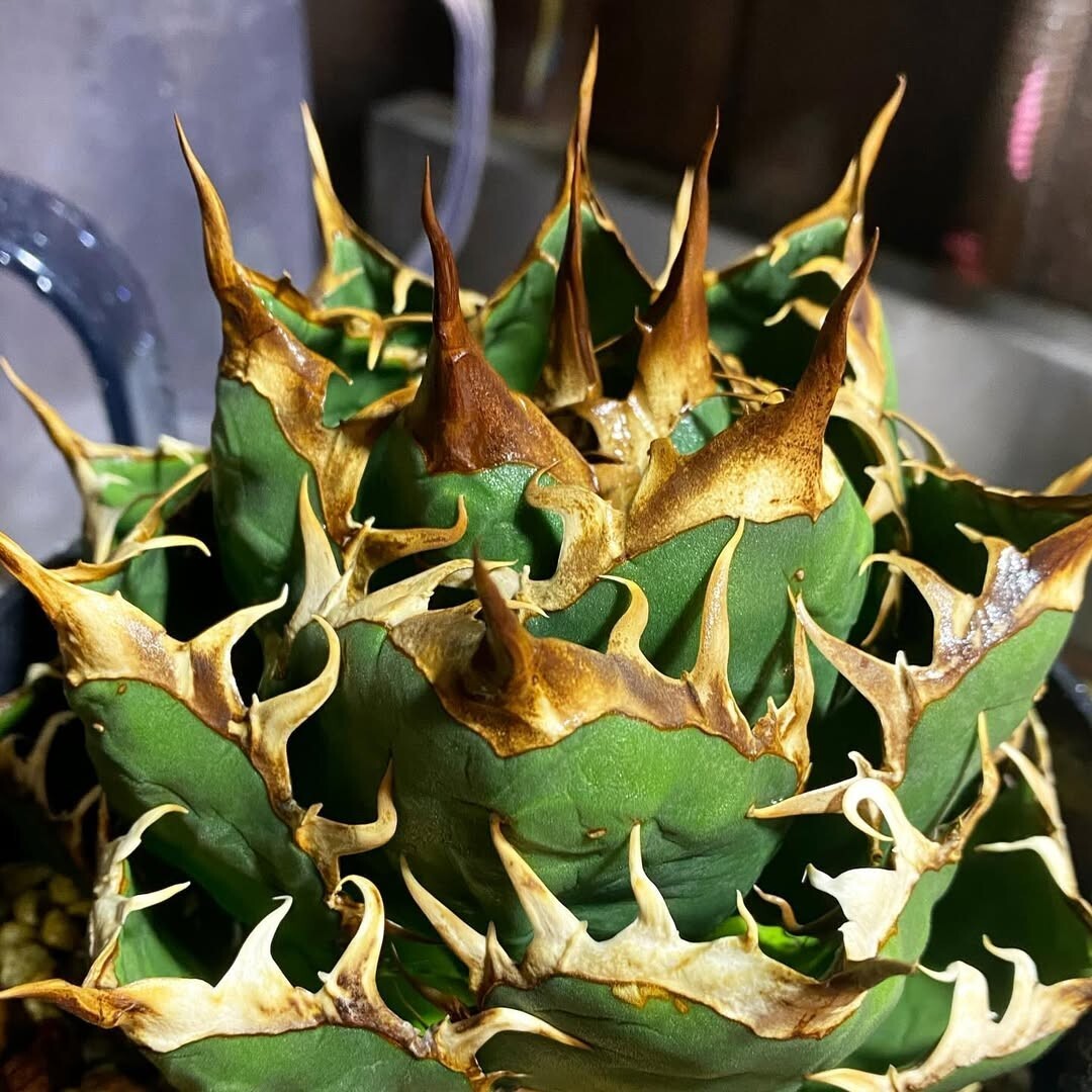 Yahoo!オークション - Q155アガベ チタノタ 劍鳴 台湾 超レア種優良血...