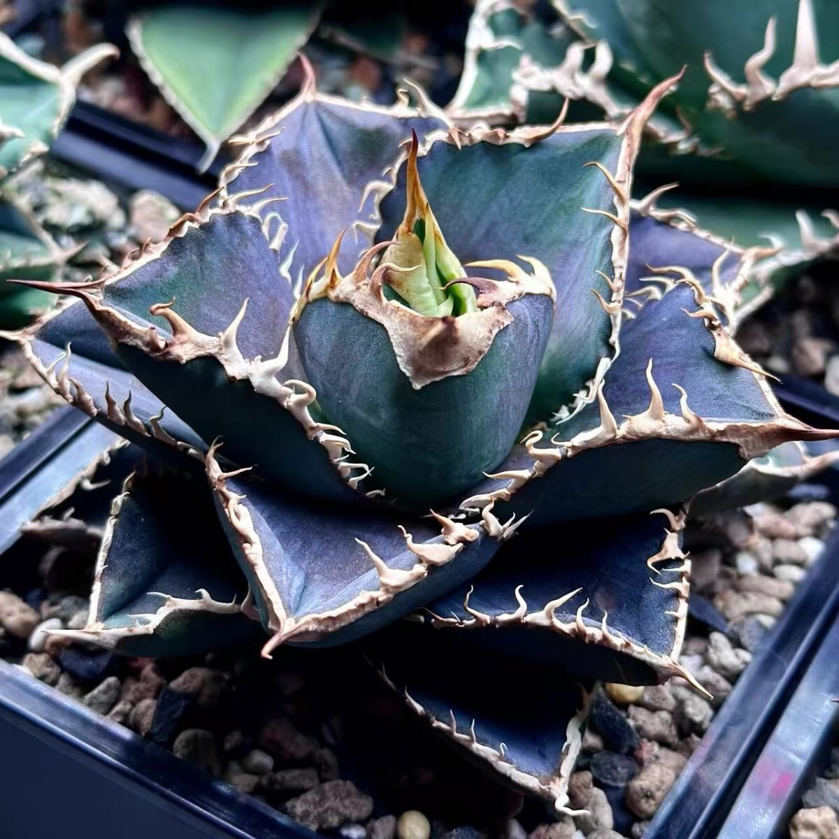 Yahoo!オークション - Q78多肉植物アガベ チタノタ 超レア種 白 強棘