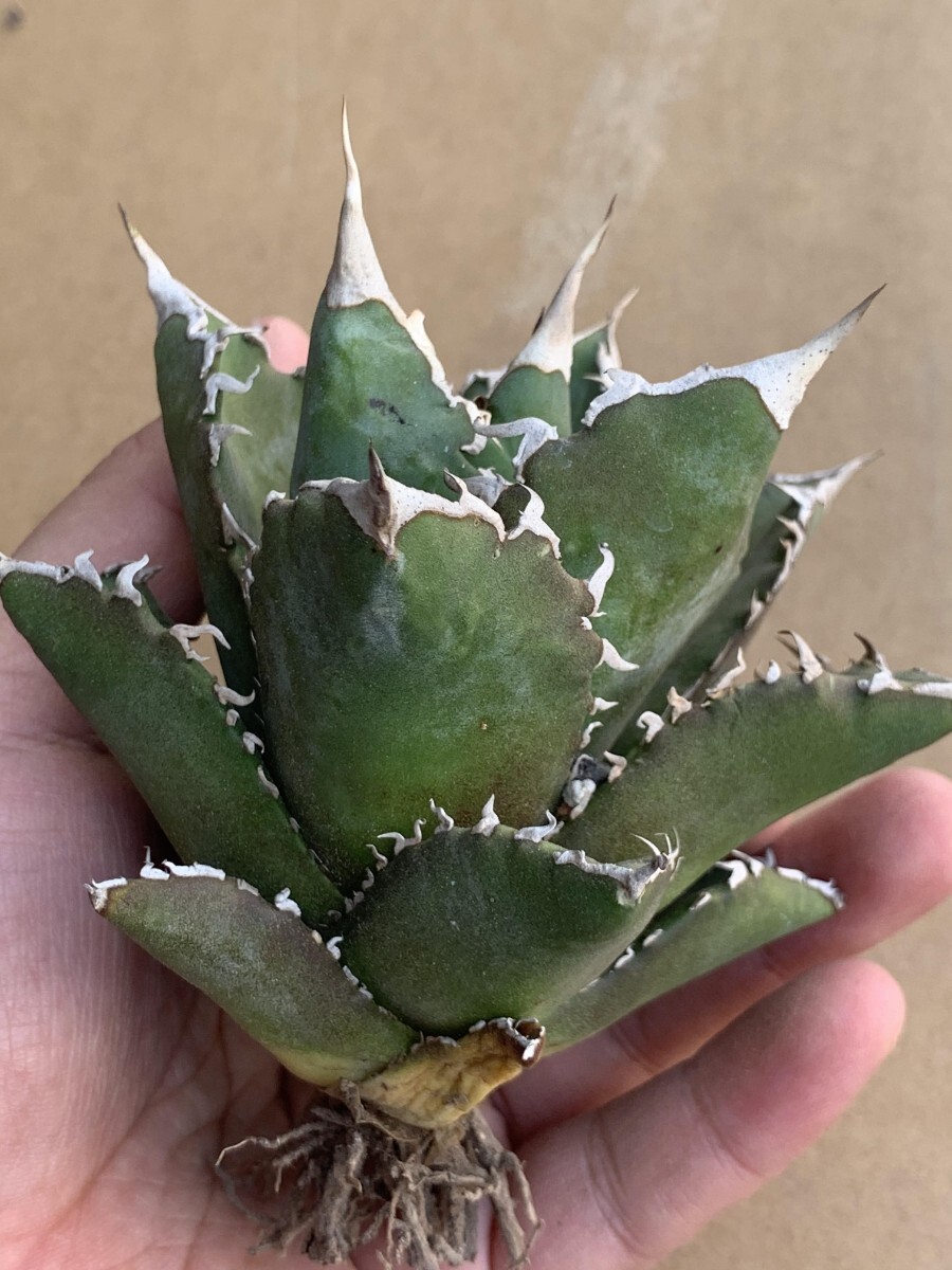 Yahoo!オークション - E77多肉植物アガベ チタノタ 麒麟