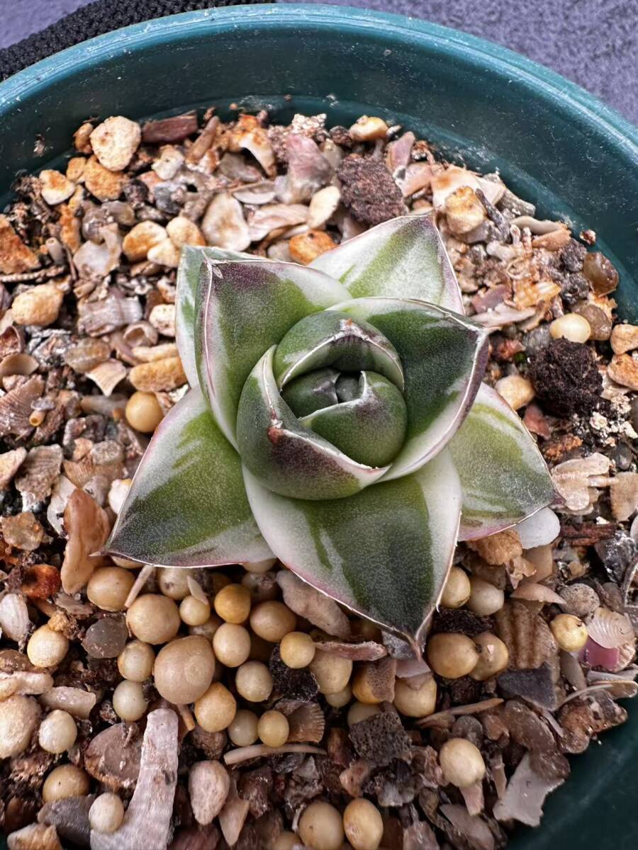 Yahoo!オークション - A30【瀧將plant】多肉植物 アガベ Agave filifer...