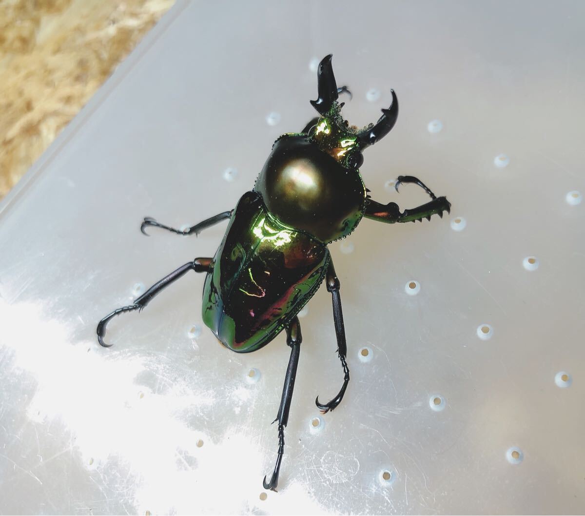 Yahoo!オークション - 『M679』ニジイロクワガタ (クイーンズランド)♂...