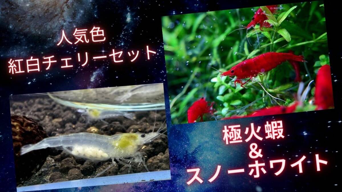 Yahoo!オークション - 特別価格 2色Mix20匹セット各10匹【極火蝦・ス...