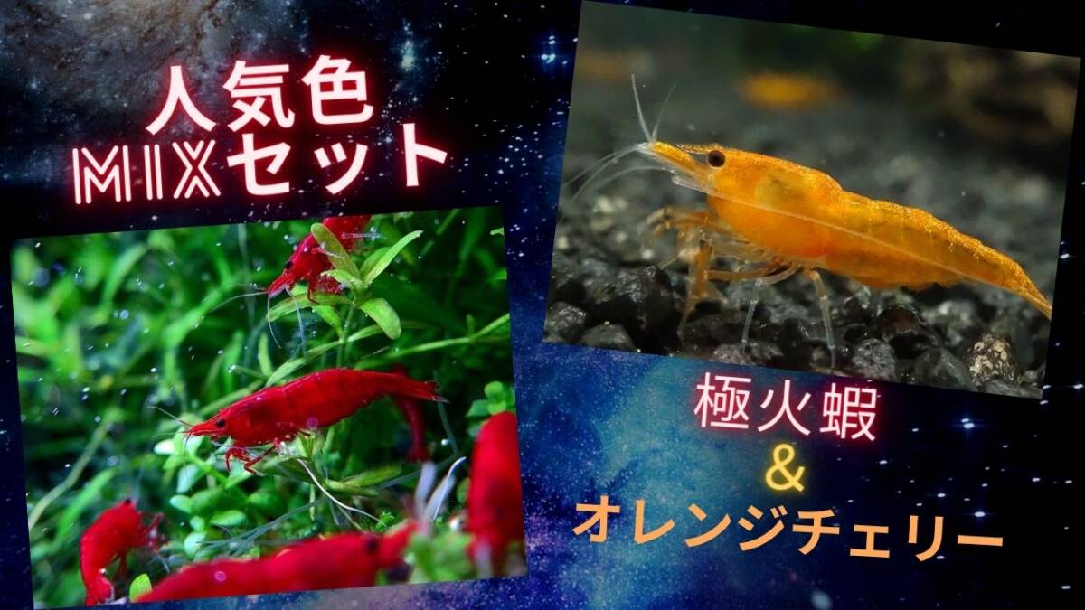 Yahoo!オークション - 特別価格 2色Mix20匹セット各10匹【極火蝦・オ...