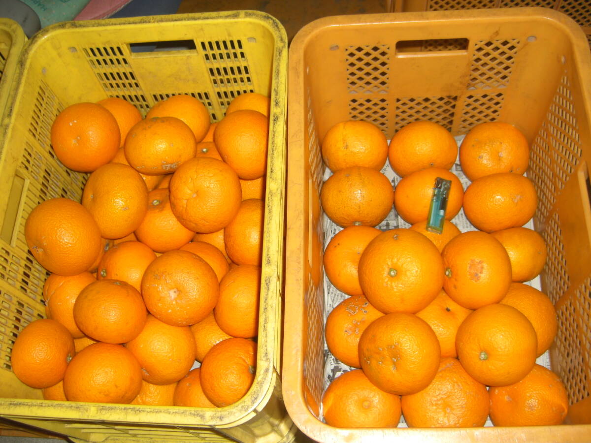 Yahoo!オークション - 八朔 10Kg 2L～3Lサイズ 家庭用 和歌山県下津