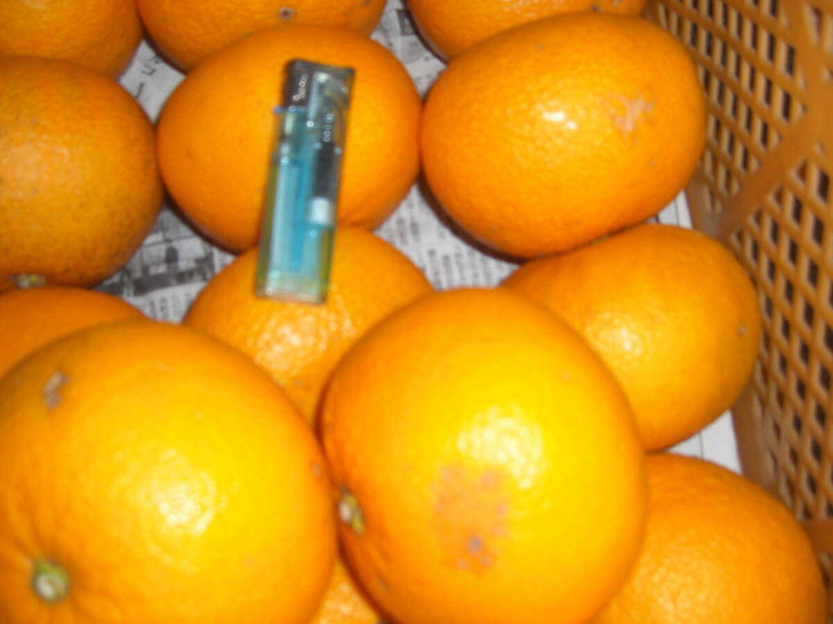 Yahoo!オークション - 八朔 10Kg 2L～3Lサイズ 家庭用 和歌山県下津