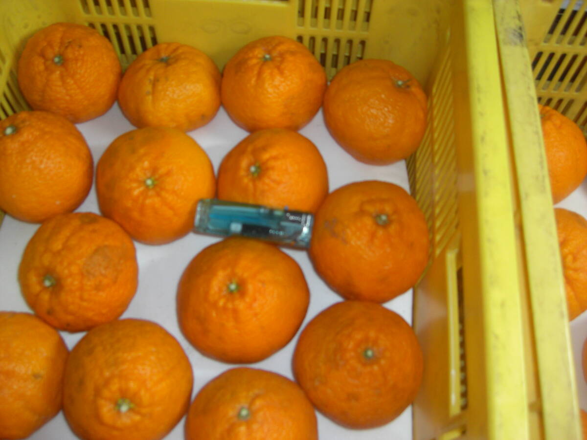 Yahoo!オークション - 不知火 デコ・・ 7Kg L～3Lサイズ 家庭用 和歌...