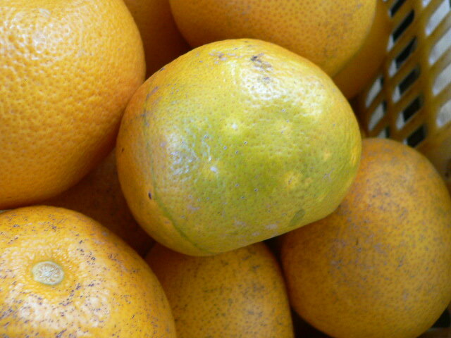 4 8kg 和歌山県産 はっさく 八朔 わけあり 減農薬畑で｜Yahoo!フリマ（旧PayPayフリマ）