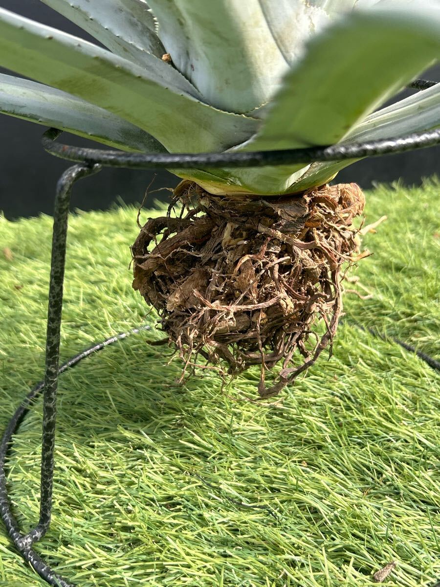 Yahoo!オークション - Agave americana アガベ アメリカーナ レモンラ...