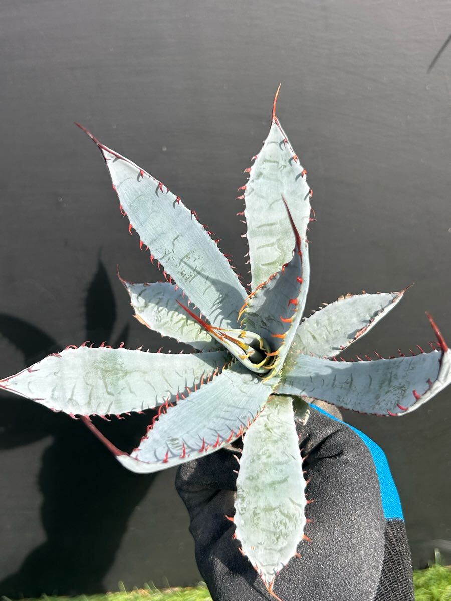 Yahoo!オークション - Agave アガベ 屈原の舞扇